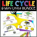 Teaching Life Cycles in Kindergarten - Kreative in Kinder